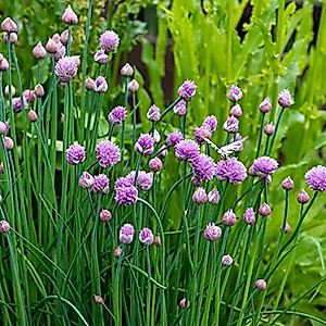 The Old Farmer's Almanac Heirloom Organic Chive Seeds - Approx 250 Seeds
