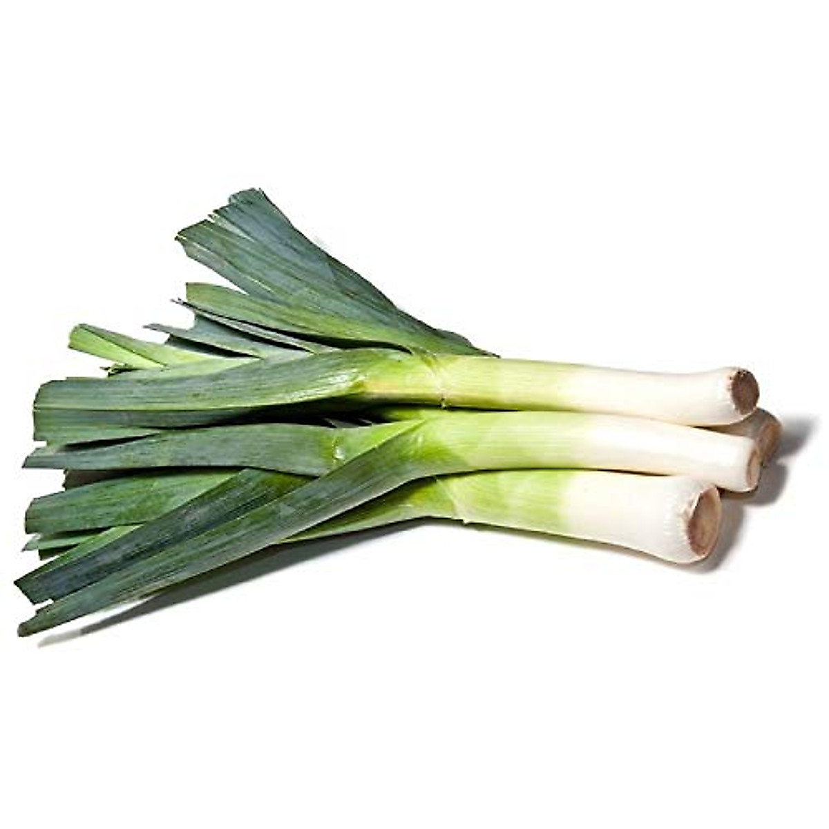 Sow No GMO Leek American Flag (Leak Seeds) Non GMO Heirloom Garden Vegetable 50 Seeds