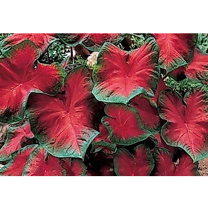 Caladium Blaze (6 Bulbs)Thrives in Heat and Humidity, Elephant Ears