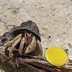8 Pieces Hermit Crab Sponges Pets Crab Real Sea Sponges Unbleached Water Dish Sea Sponge Provide Nutrients Crab Sponges for Pet Hermit Crab Tank Humidity Supplies