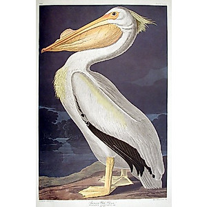 American White Pelican. From"The Birds of America" (Amsterdam Edition)
