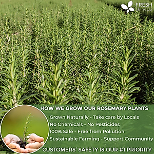 FreshDrinkUS, 100 Rosemary Leaf Tea Bags, Made with 100% Natural Rosemary Dried Leaves, Pure Rosemary Herbal Tea, No Additives, No Caffeine, No Gluten, Vegan.