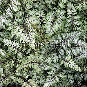 Dichondra Fresh 100pcs Fern Plant Seeds for Planting Red 3