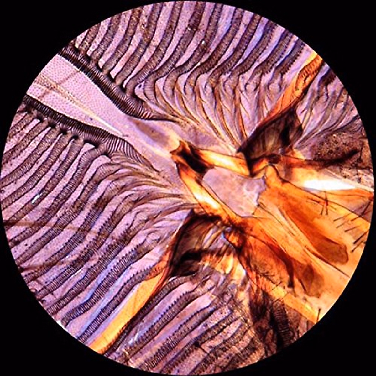 AmScope PS100E Basic Biology Prepared Slide Set for Student and Homeschool Use, Set of 100 Prepared Glass Slides (Set E), Includes Fitted Wooden Storage Box