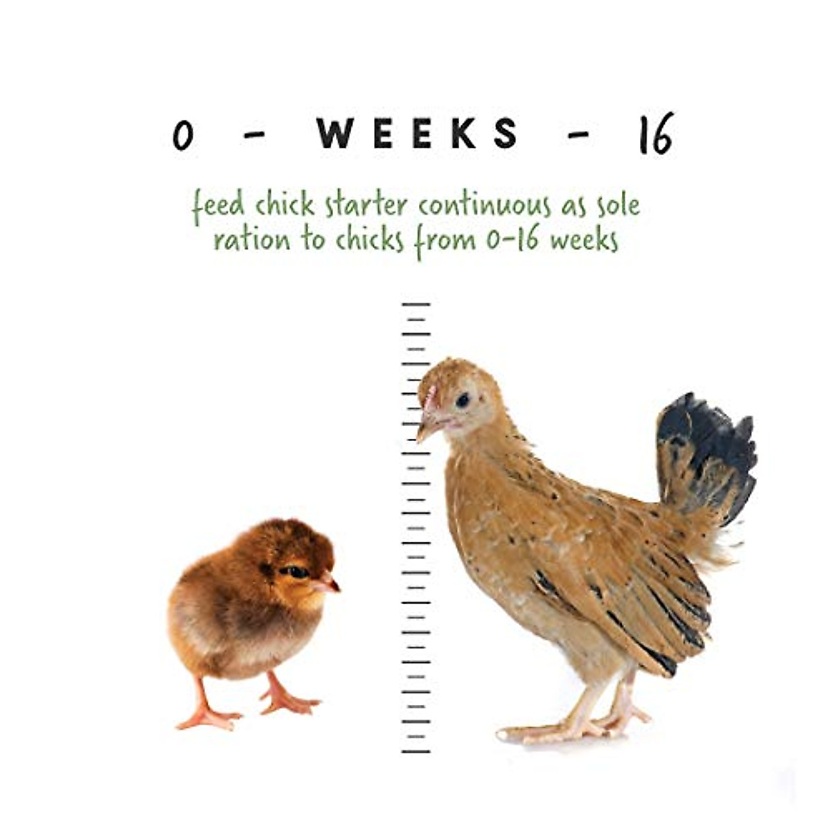 Manna Pro birds Chick Starter | Medicated Chick Feed Formulated with Amprolium | Prevents Coccidiosis | Feed Crumbles | 5 Pounds