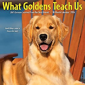 Willow Creek Press What Goldens Teach Us Monthly 2024 Wall Calendar (12" x 12")
