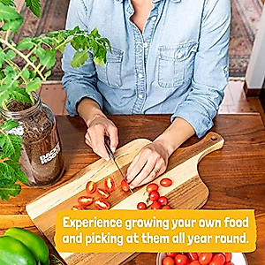 Back to the Roots Cherry Tomato Organic Windowsill Planter Kit - Grows Year Round, Includes Everything Needed For Planting