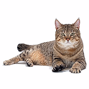 cat Joint Supplement Chews - Hip and Joint - for Cats - Health and Care - CHEWABLE - glucosamine chondroitin for Cats Soft Chews - 1 Bottle (120 Chews)