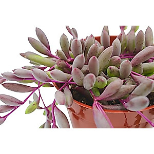 Live Succulent 4" Othonna Capensis Ruby Necklace, Succulents Plants Live, Succulent Plants Fully Rooted, House Plant for Home Office Decoration, DIY Projects, Party Favor Gift by The Succulent Cult
