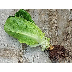 "Parris Island" Romaine Lettuce Seeds for Planting, 1000+ Heirloom Seeds Per Packet, (Isla's Garden Seeds), Non GMO, Botanical Name: Lactuca Sativa, Great Home Garden Gift