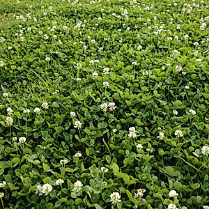 Outsidepride 1 lb. Perennial White Dutch Clover Seed for Erosion Control, Ground Cover, Lawn Alternative, Pasture, & Forage