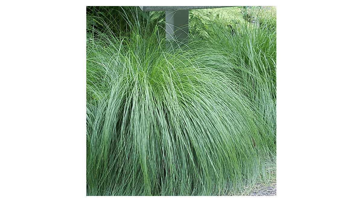 QAUZUY GARDEN 200 Prairie Dropseed Seeds (Sporobolus Heterolepis ...