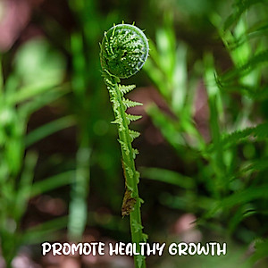 Fern Plant Potting Soil Mix (2 Quarts), Custom Hand Blended Mixture for Indoor/Outdoor Container Gardening