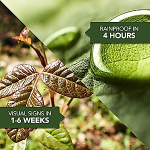 BioAdvanced Brush Killer Plus, Concentrate, 32 oz – Kills Tough Brush Roots & All, Kills Poison Ivy