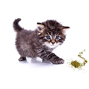 Organic Catnip by Cat Kush, Safe Premium Blend Perfect for Cats, Instilled with Maximized Potency your Kitty is Guaranteed to Go Crazy for! (1 Cup)