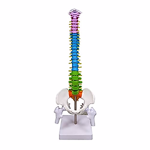 Ultrassist Miniature Human Spine Model, 15.5" Mini Color Coded Spinal Cord with Herniated Disk, Nerves, Arteries, Pelvis and Femur Stumps for Med Students and Chiropractors, Includes Stand