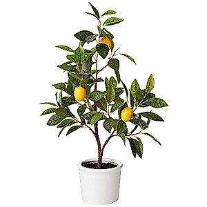 Amazon Brand - Stone & Beam Artificial Lemon Citrus Tree with Ceramic Pot, 2 Feet (24 Inches), Indoor