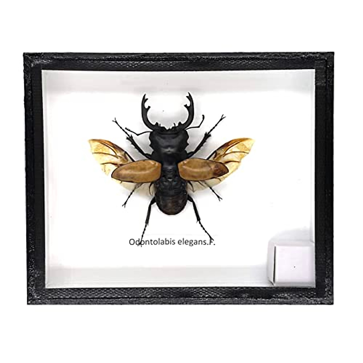 Real Exotic Stag Beetle (Odontolobis Elegans) Open Wings - taxidermy insect bug collection framed in a wooden box as pictured (Black Wooden Box)