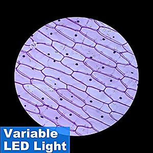 Compound Binocular Microscope,WF10x and WF25x Eyepieces,40X-1000X Magnification, LED Illumination Two-Layer Mechanical Stage,Microscope for Adults Kids 8-12 Teenagers