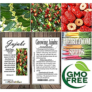 MySeeds.Co - BIG PACK Seeds Big Pack Survival Flower Fruit Garden Seeds, Exotic Rare Non-GMO and Heirloom Variety Limited Quantity, You Choose The Color (Jujube)