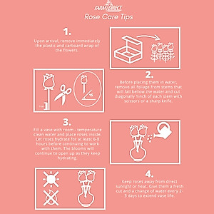 Farm Direct Fresh Pink Roses for Mother's Day | Pink Rose Flower Bouquet of 12 Fresh Roses (Dozen) + Vase Included - Roses for Delivery