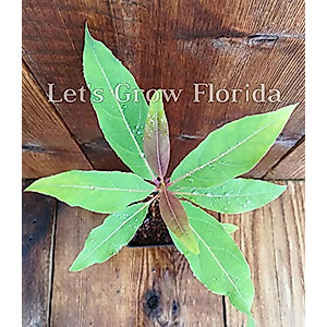 Rainbow Eucalyptus Tree, 8" + Tall, E. deglupta