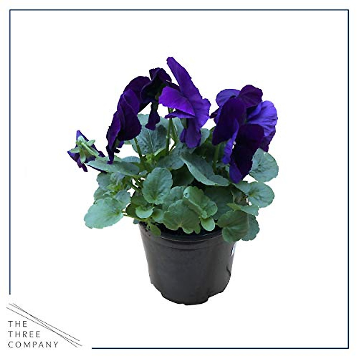The Three Company Healthy Live Pansy - Purple (4 Per Pack), Early Spring Color, 6" Tall by 4" Wide in 1 Pint Square Pot