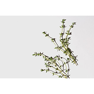 LATHER Mint Thyme Shampoo Hair Wash - Invigorating Sulfate-Free Gentle Shampoo - Natural Shampoo With Peppermint Oil, Green Tea, Mint & Thyme - 8 Oz Bottle