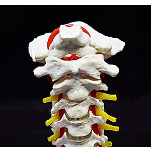 Cervical Vertebra Arteria Spine Spinal Nerves Anatomical Model Anatomy for Science Classroom Study Display Teaching Medical Model