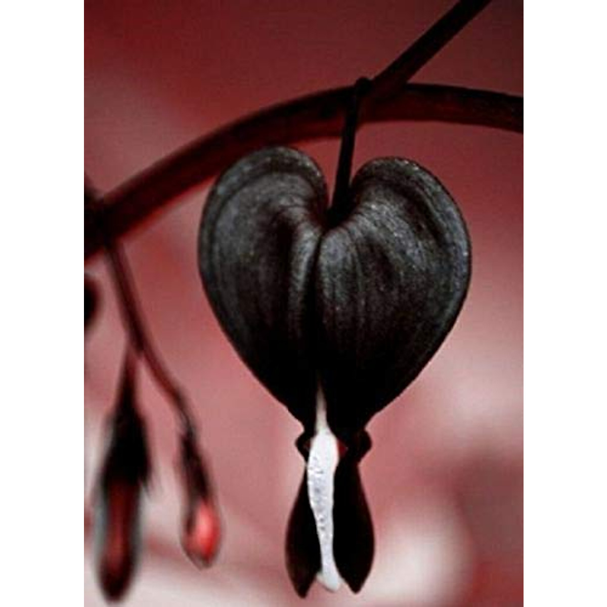 Seeds - 25 Black Bleeding Heart Seeds Flowers Perennial Shade Flower Seed, Flowering Seeds