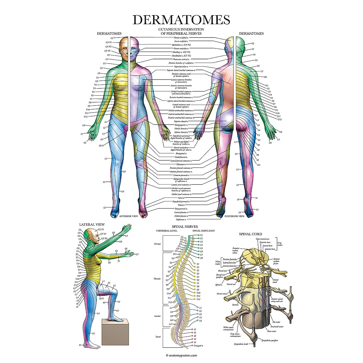 Palace Learning 4 Pack - Anatomical Poster Set - Laminated - Muscular, Skeletal, Dermatomes, Disorders of the Spine - Anatomy Chart Set (LAMINATED, 18” x 24”)