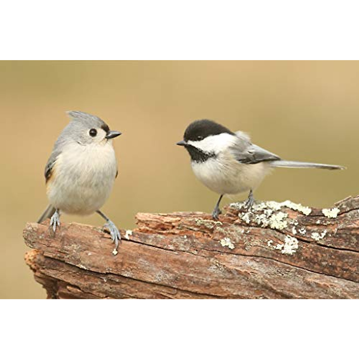 Valley Farms Peanut Kernels - Clean & Fresh (Value 2-Pack 8 LBS Total)