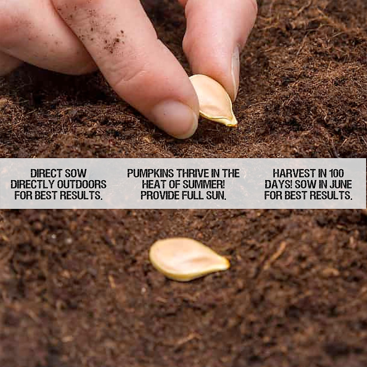 Seed Needs, Blue Jarrahdale Pumpkin Seeds - 20 Heirloom Seeds for Planting Cucurbita Maxima - Non-GMO & Untreated - Tasty Decorative Pumpkin for Halloween & Fall (1 Pack)