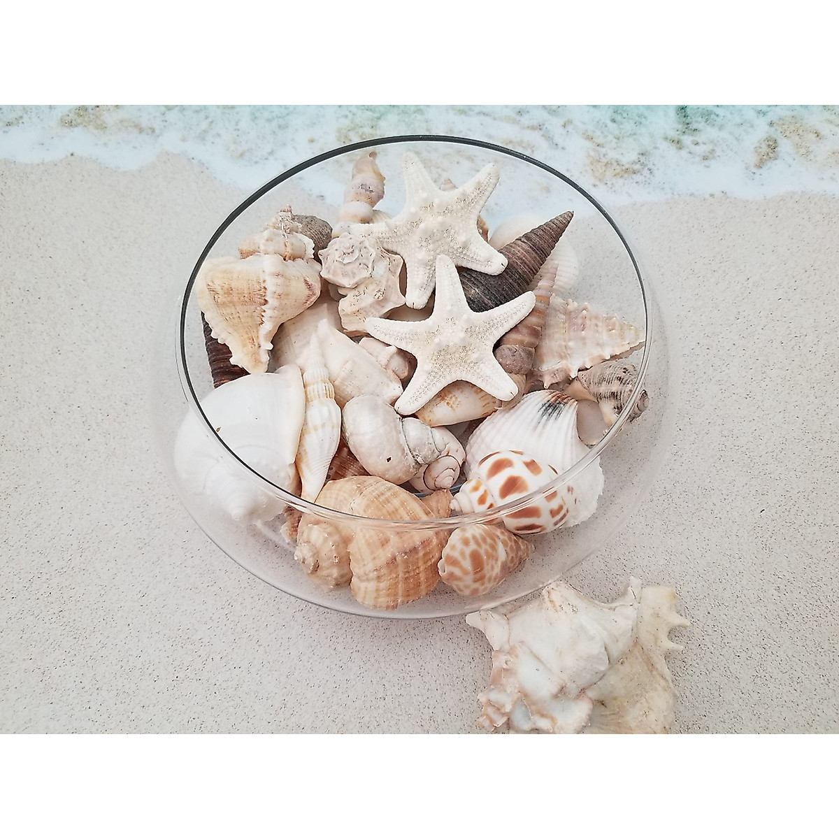 Tumbler Home Medium Sized Shells in a Delightful Mix of Whites, Tans and Pinks | 1 Pound | Perfect for Crafts, Beach Home Decor, Weddings, Vase Filler and Classrooms