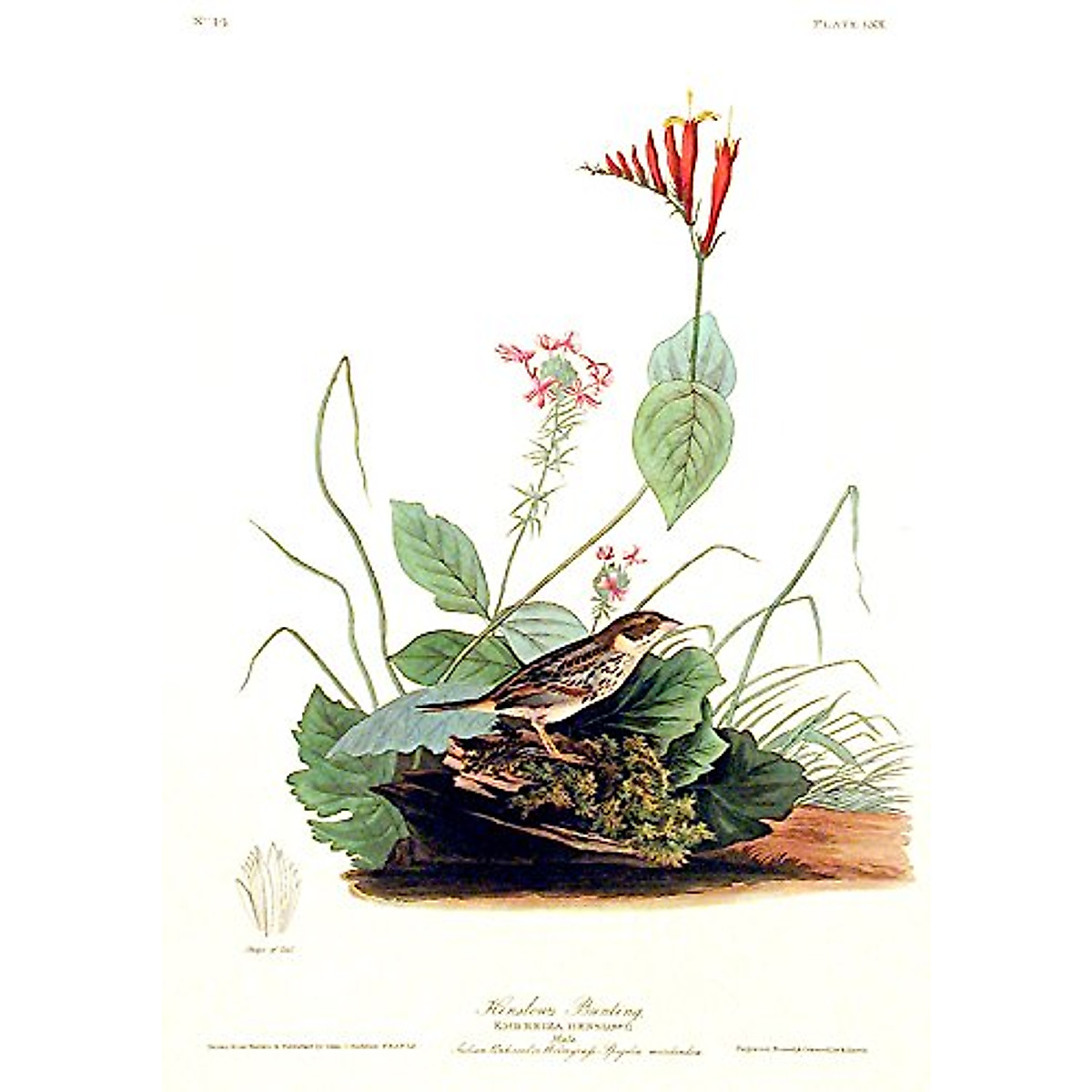 Henslow's Bunting. From"The Birds of America" (Amsterdam Edition)