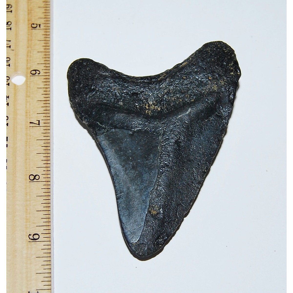 MEGALODON TOOTH Fossil SHARK 3.879 inches - Up to 25 Million Years Old #1537 7o