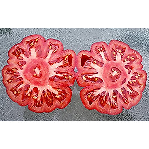 30+ Costoluto Genovese Pomodoro Tomato Seeds, Heirloom Non-GMO, Low Acid, Indeterminate, Open-Pollinated, Productive from USA