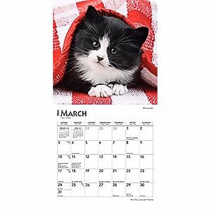 For the Love of Kittens | 2024 7 x 14 Inch Monthly Mini Wall Calendar | BrownTrout | Animals Cats Feline