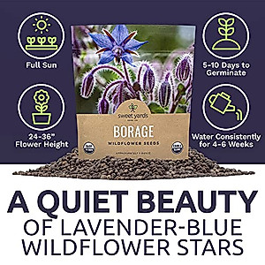 Sweet Yards Seed Co. Borage Seeds – Extra Large Packet – Over 1,200 Open Pollinated Non-GMO Wildflower Seeds – Borago officianalis