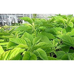 Organic Seeds Amaranth Chinese Spinach Green Edible Vegetable 400+++