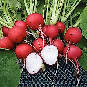 Large Radishing Collection-(1) 50pk Daikon, (1) 50pk Cherry Belle,(1) 50pk Sparkler White Tip, (1) 50pk Rambo, (1) 50pk Black Spanish Round, (1) 50pk Hailstone White, (1) French Breakfast Radish Seeds