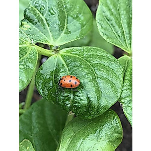1500 Live Ladybugs - Good Bugs - Ladybugs - Guaranteed Live Delivery!