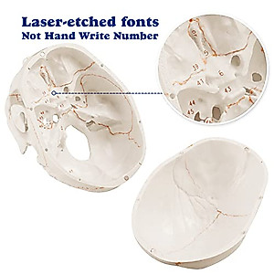 Upgraded Life Size Human Head Skull Anatomical Model with Newest Laser-Etched Fonts Not Hand Write Number, Not Smudged for Medical Student Human Anatomy Study Course
