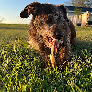 JACK'S PREMIUM Dehydrated Duck Feet Dental Dog Treat All Natural Chew Fully Digestible Made in USA - Source of Glucosamine and Chondroitin for Joints