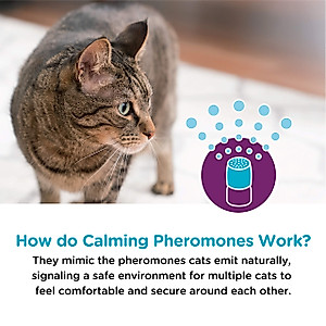 Comfort Zone Basic Multicat Diffuser Refill for Cat Calming, Single Refill (100526066)