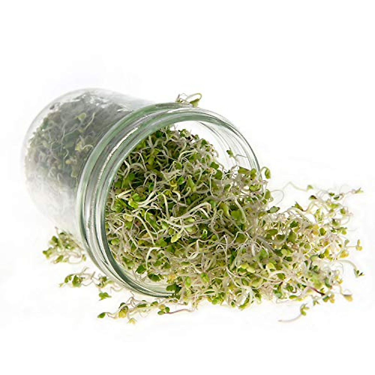 Kale Trio Sprouting & Microgreen Mix | Contains Blue Curled Scotch, Premier & Red Russian Kale Seeds | Heirloom Non-GMO Seeds | Bulk 1 LB Resealable Bag | Rainbow Heirloom Seed Co.