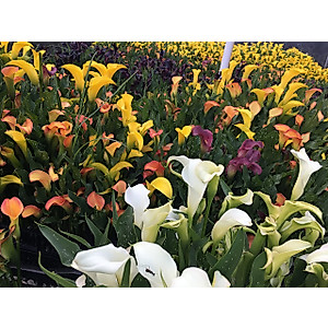 Hybrid Calla Lilies Mixed Value Pack - 5 Bulbs/pkg - Bright Colors Red, Orange, Yellow, Pink