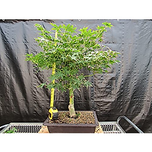 51 Year Old Golden Prosperity Japanese Maple Specimen Bonsai Tree