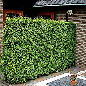 Green Giant Arborvitae | 3 Large 3 Gallon Trees | Thuja Plicata | Live Evergreen Privacy Screening Plants