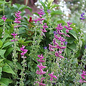 Outsidepride Salvia Horminum Pink Sunday Clary Garden Cut Flowers Great for Dried Arrangements, Vases, Bouquets - 1000 Seeds